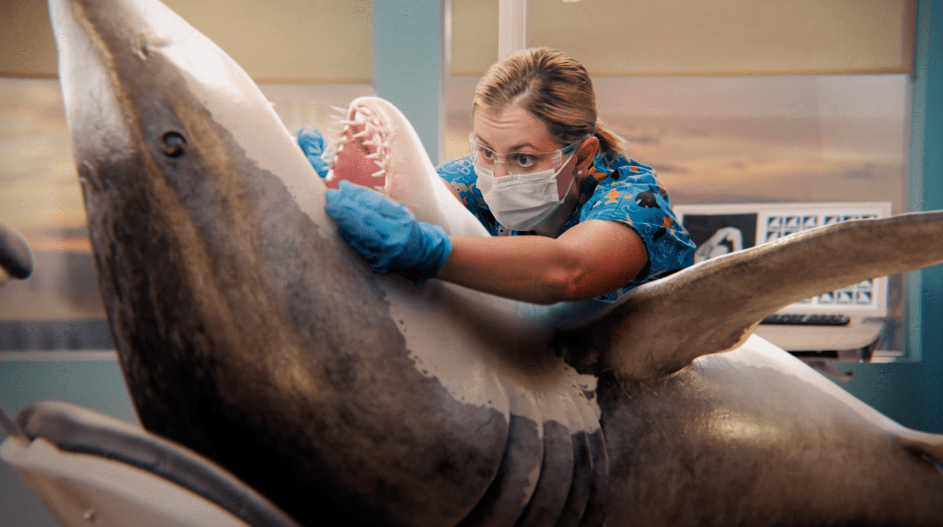 2C Creative | Discovery Shark Week Crest Integrations – Agency Marketplace